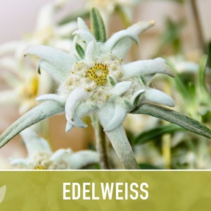 Edelweiss Flower Seeds – Heirloom Alpine Wildflower, Medicinal Plant - Etsy