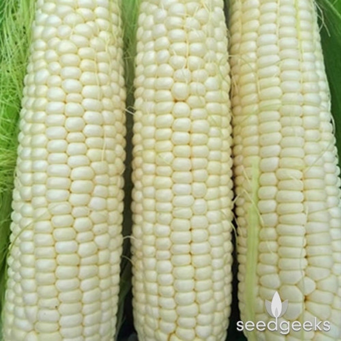 Hickory King Yellow Dent Corn Heirloom Seeds - Etsy