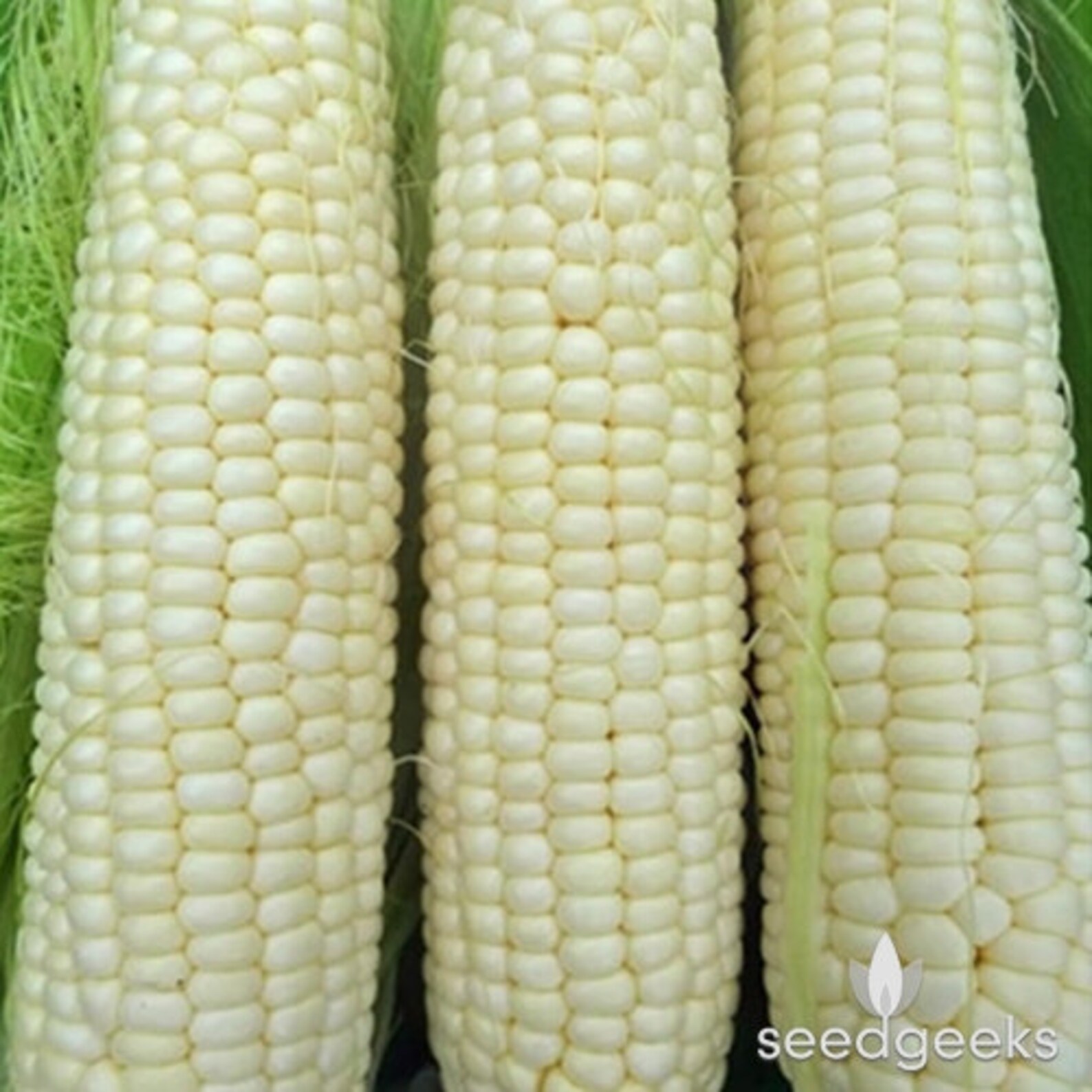 Hickory King Yellow Dent Corn Heirloom Seeds | Etsy