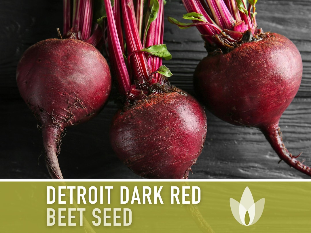 Detroit Dark Red Beet Heirloom Seeds - Etsy