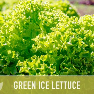 Green Ice Lettuce Heirloom Seeds - Summer Lettuce, Slow Bolting, Heat ...