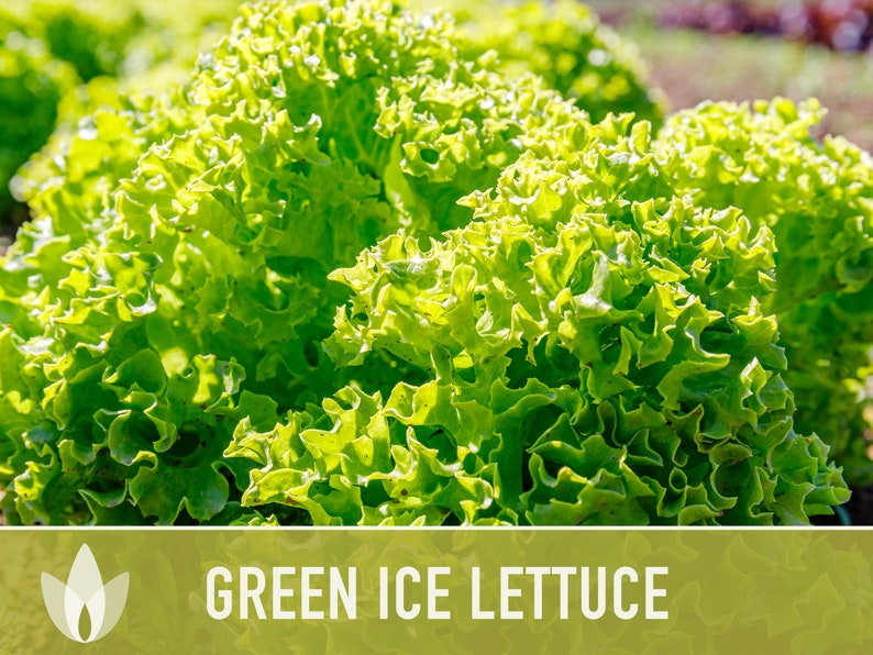 Green Ice Lettuce Heirloom Seeds Open Pollinated Non-gmo - Etsy