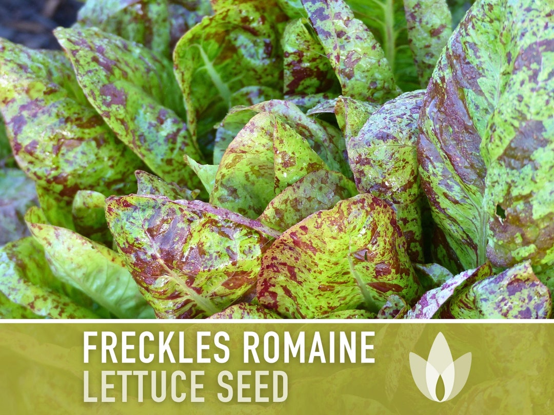 Freckles Romaine Lettuce Seeds – Speckled Salad, Heat Tolerant - Etsy