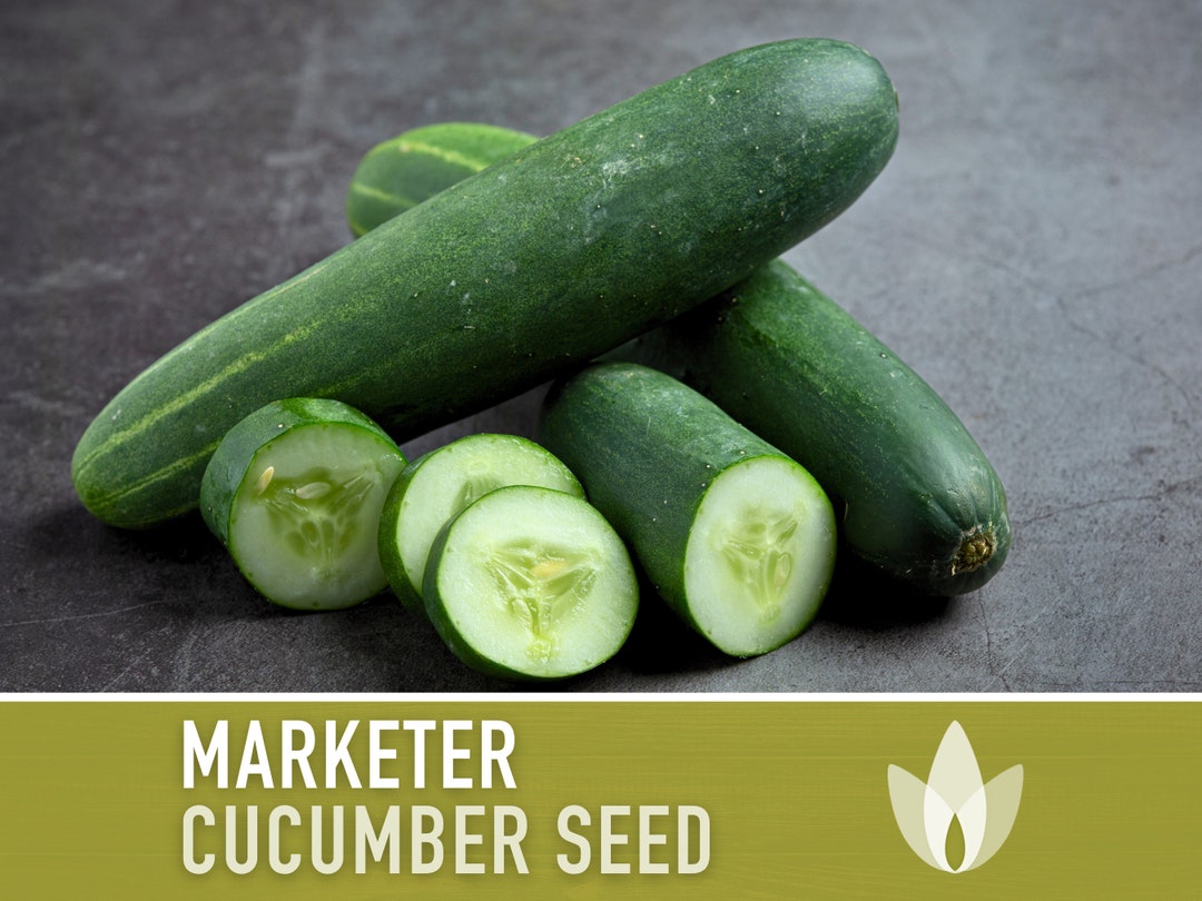 Marketer Cucumber Seeds - Heirloom Seeds, AAS Winner, Slicing Cucumber ...