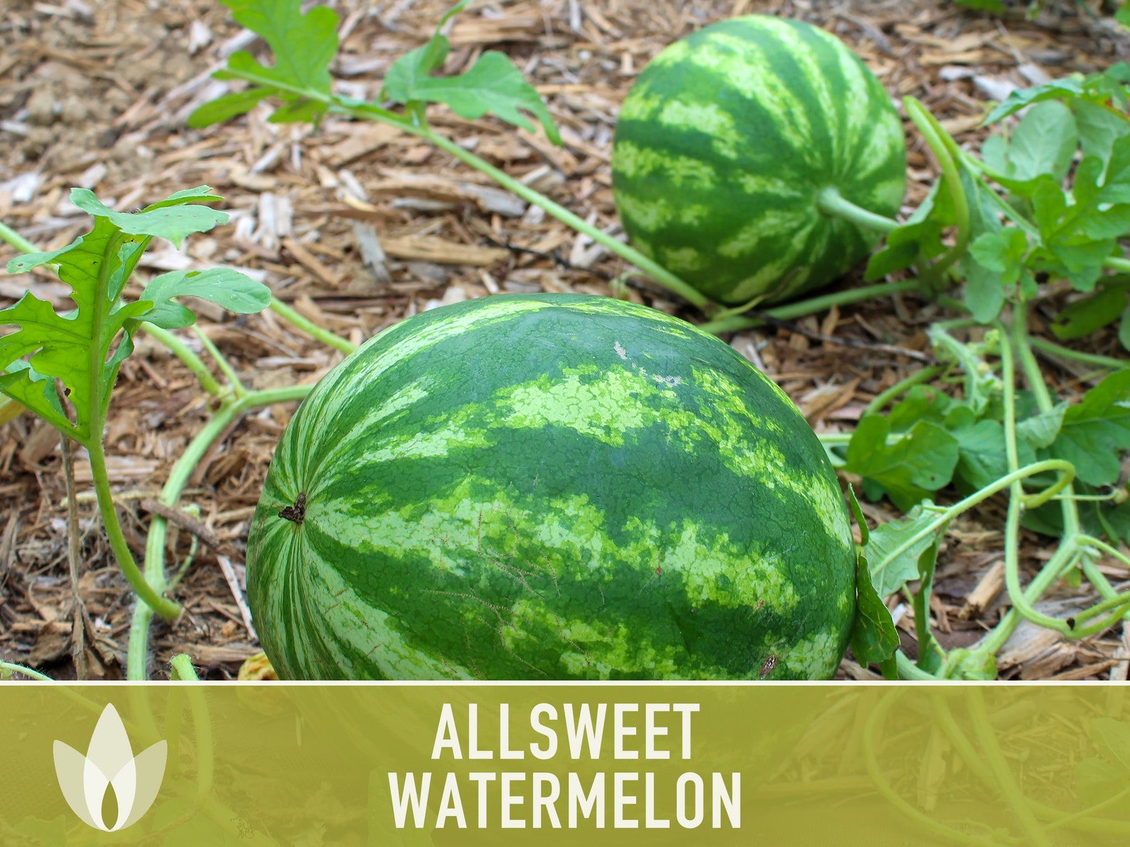 Allsweet Watermelon Heirloom Seeds Non-gmo Open Pollinated - Etsy