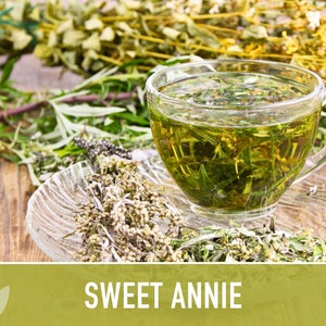 Sweet Annie Herb Seeds - Heirloom Seeds, Sweet Wormwood, Chinese ...