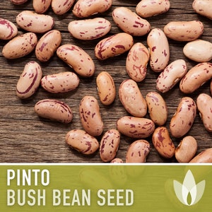 Pinto Bean Seeds - Heirloom Seeds, Runner Bean Seeds, Refried Beans ...