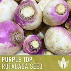 American Purple Top Rutabaga Heirloom Seeds - 200 Seeds, Root Vegetable ...