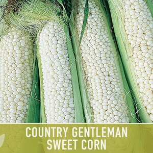 Country Gentleman Sweet Corn Heirloom Seeds - Shoepeg Corn, Home Garden ...