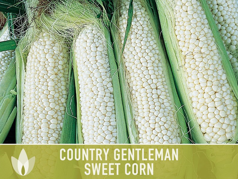 Country Gentleman Sweet Corn Heirloom Seeds - Etsy