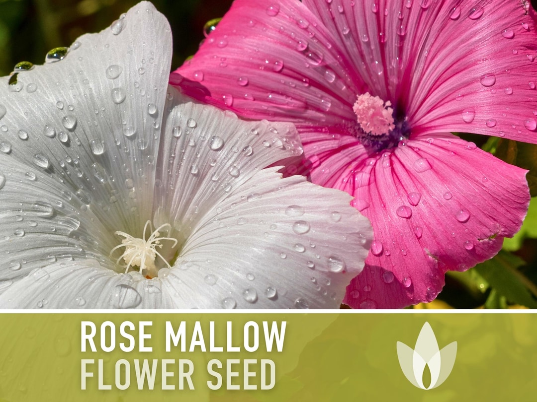 Rose Mallow Flower Seeds - Heirloom Seeds, Hibiscus Seeds, Tree Mallow ...