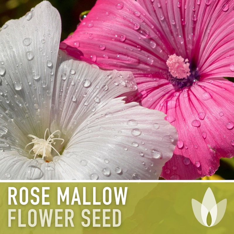 China Tree Seed - Etsy