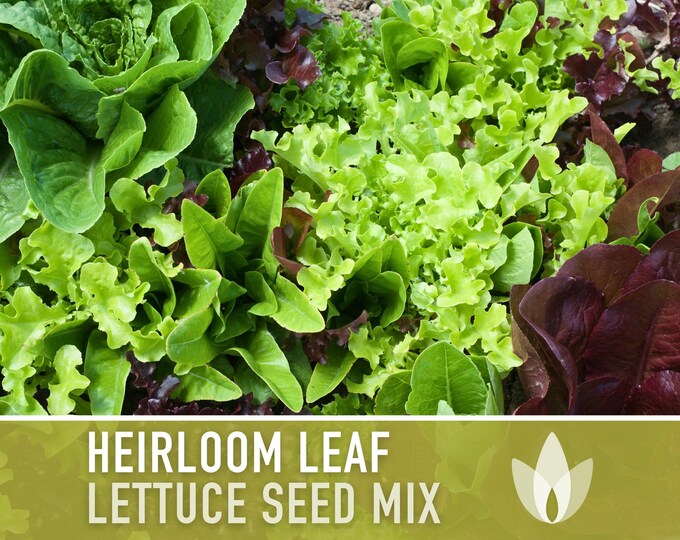 Lettuce Mesclun Classic Mix Classic Mixseeds 75 - Etsy