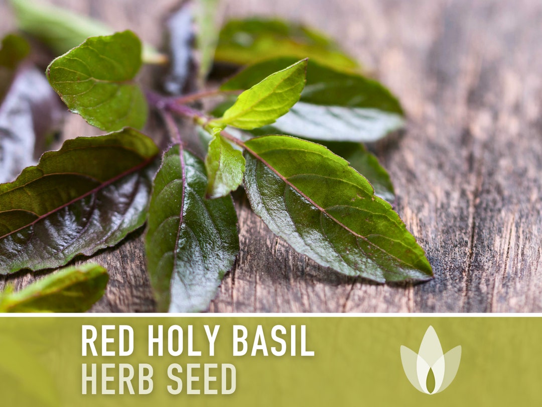 Red Leaf Holy Basil Seeds - Tulsi Basil, Heirloom Seeds, Medicinal Herb ...