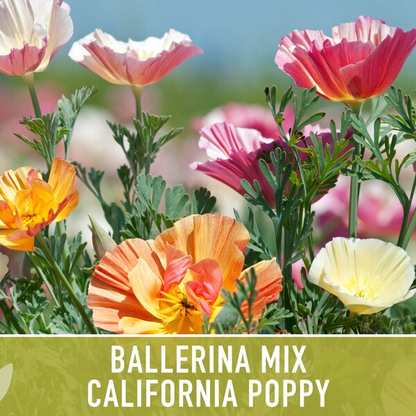 California Poppy - Etsy