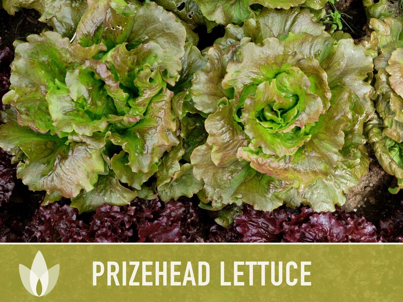 Prizehead Lettuce Seeds - Broad Leaf, Non-gmo, Open Pollinated - Etsy