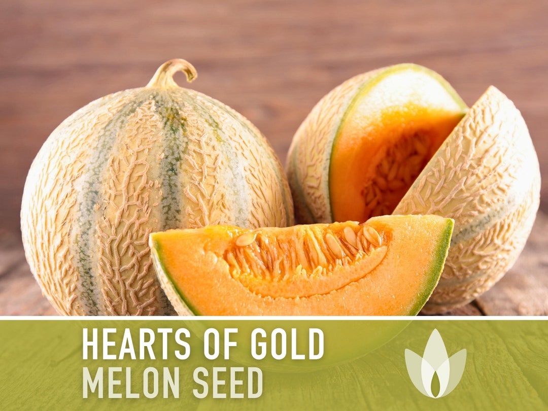 Hearts of Gold Melon Heirloom Seeds - Etsy