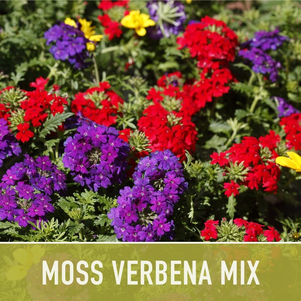Moss Verbena - Etsy
