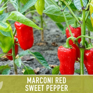 Marconi Red Sweet Pepper Heirloom Seeds - Etsy
