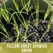 Yellow Sweet Spanish Onion Seeds Heirloom Root Vegetables - Etsy