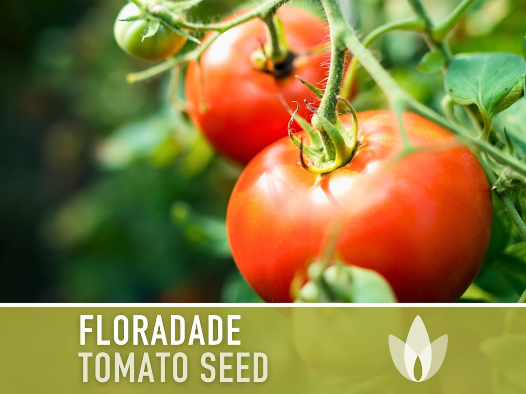 Floradade Tomato Seeds - Heirloom, High Yield, Heat Tolerant - Etsy