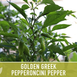 Golden Greek Pepperoncini Pepper Heirloom Seeds - Pickled Pepper, Greek ...