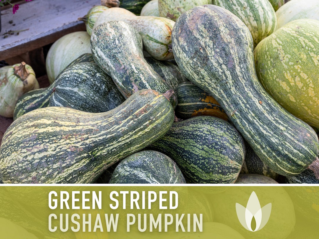 Green Striped Cushaw Pumpkin Seeds – Heirloom Crookneck, Non-gmo - Etsy