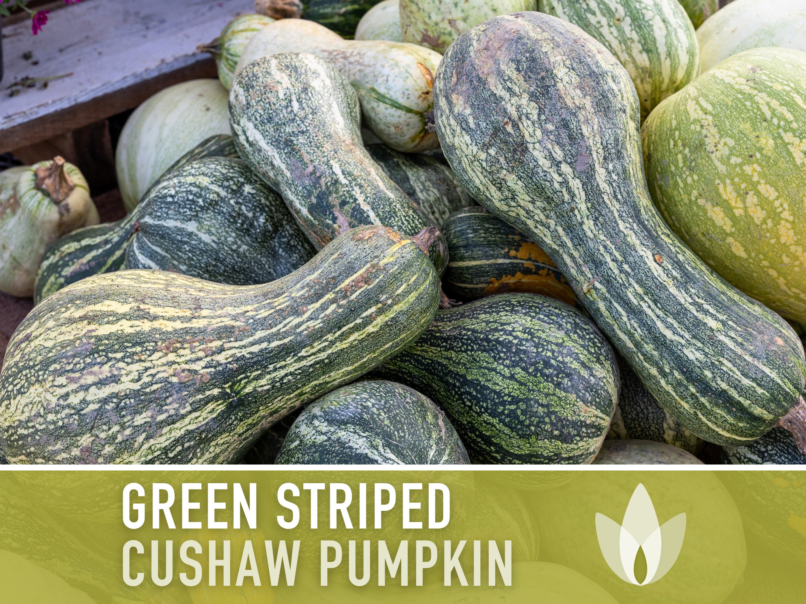 Cushaw Squash