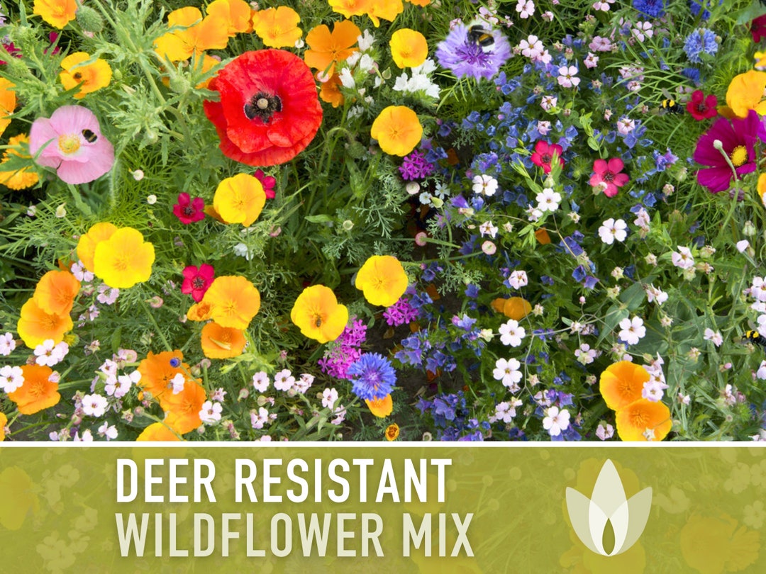 BULK - 1lb - Deer Resistant Wildflower Seed Mix - Seed Packets ...