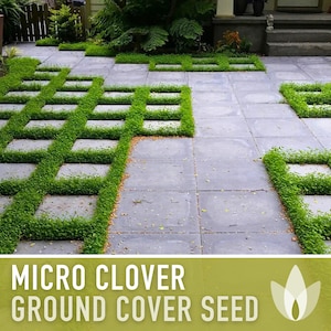 Bulk Micro Clover (mini) Ground Cover Seeds - 5,000+ White Clover Seeds ...