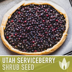 Utah Serviceberry - 10 Seeds - Heirloom Shrub Seeds, Purple Berries ...