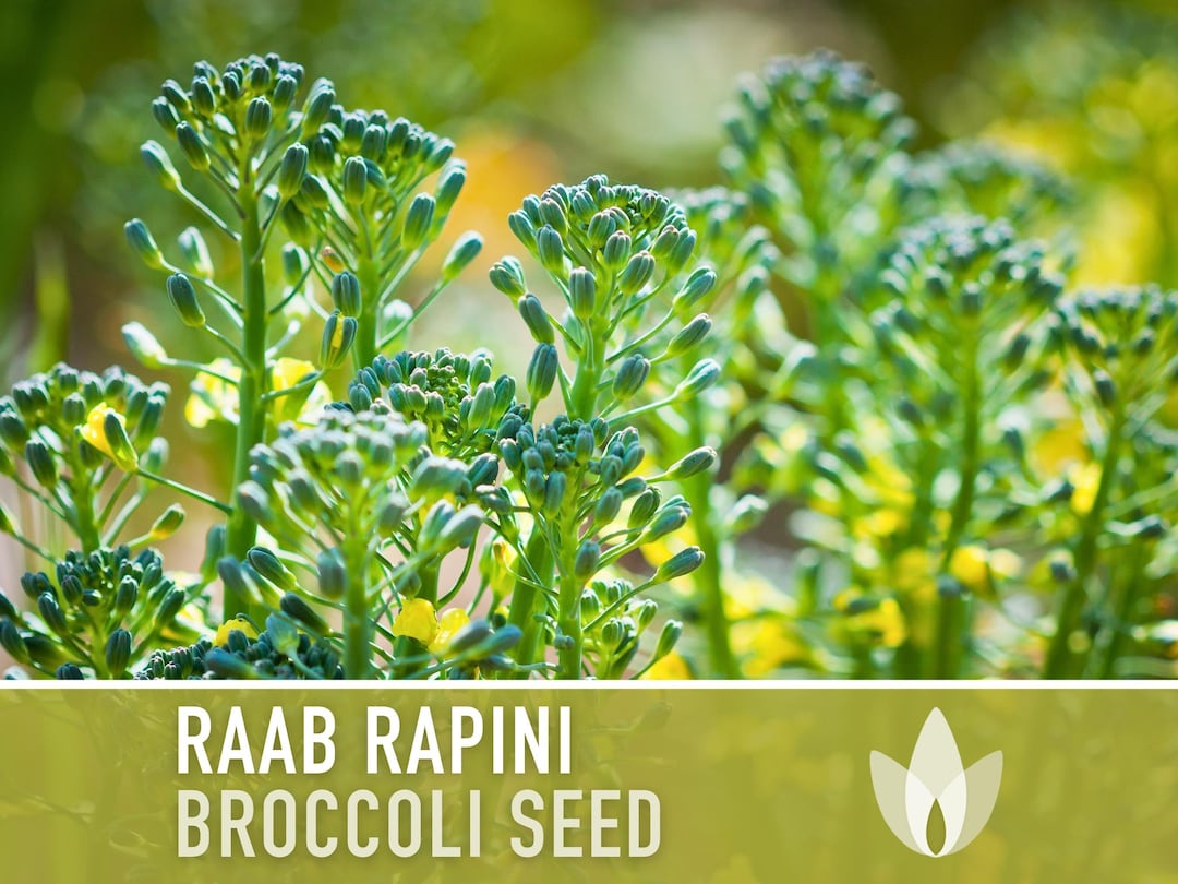 Broccoli Raab Rapini Seeds - Heirloom Seeds, Microgreens, Sprouting ...