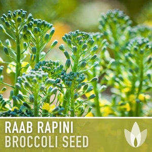 Broccoli Raab Rapini Seeds - Heirloom Seeds, Microgreens, Sprouting ...