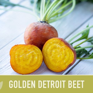 Golden Detroit Beet Heirloom Seeds - Etsy