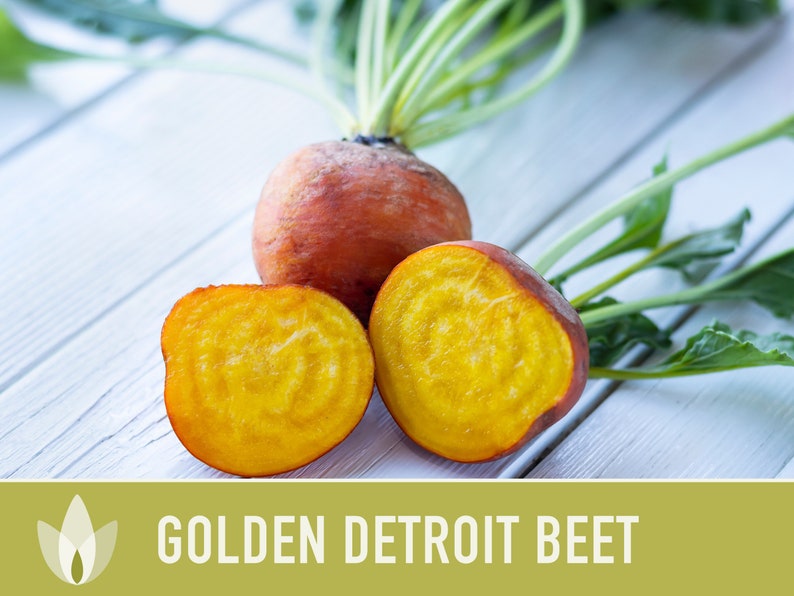 Golden Detroit Beet Heirloom Seeds - Etsy