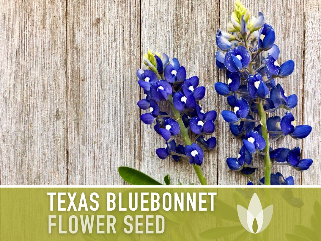 Texas Bluebonnet Flower Seeds - Heirloom Seeds, Texas State Flower ...