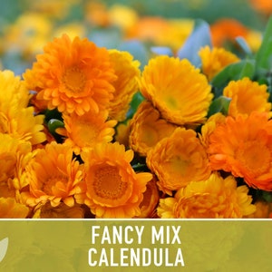 Calendula Officinalis, Fancy Mix Heirloom Seeds, Flower Seeds - Etsy