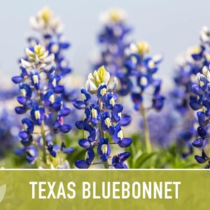 Texas Bluebonnet Flower Seeds - Heirloom Seeds, Texas State Flower ...