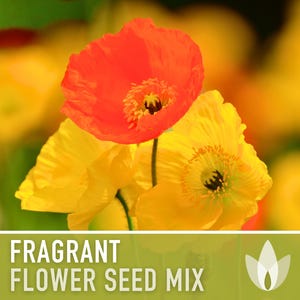 Fragrant Flower Seed Mix - Easy to Grow, Sensory Garden, Aromatic ...