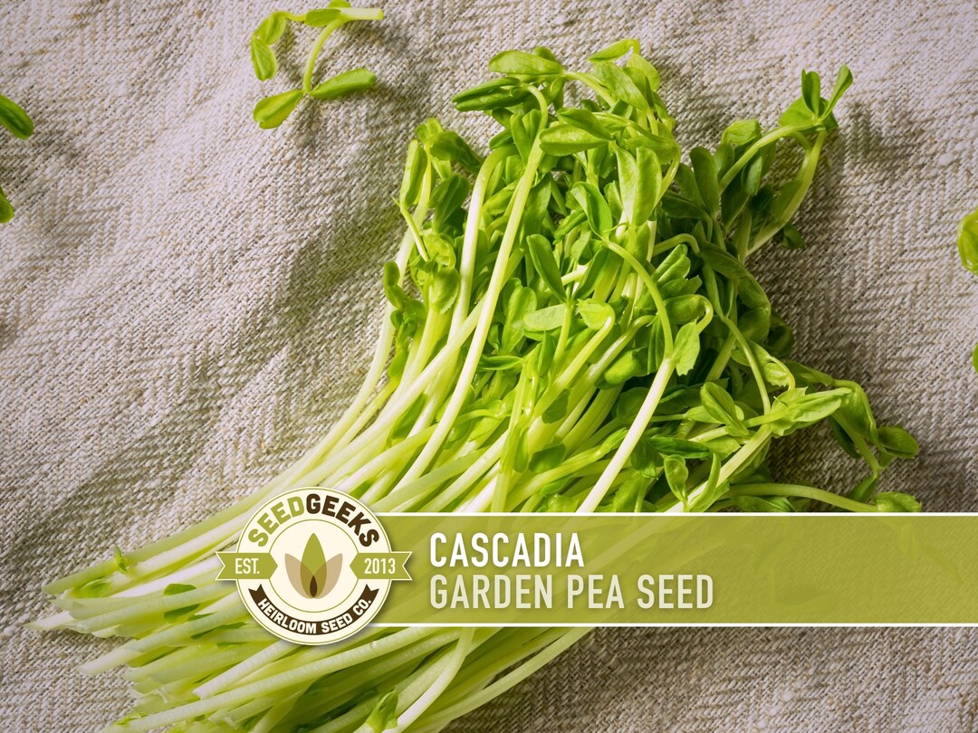 Cascadia Snap Pea Seeds – Dwarf Heirloom, High Yield - Etsy