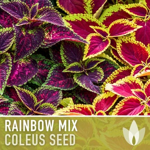Rainbow Coleus Seeds, Brightest Mix, Shade Garden, Houseplants - Etsy