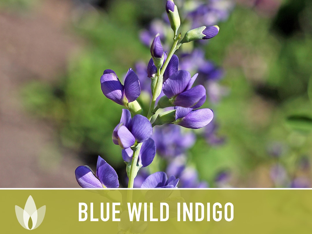 Blue Wild Indigo Flower Seeds, Heirloom, Native, Flower Seeds - Etsy