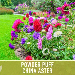 Aster, Powder Puff Flower Seeds - Heirloom Seeds, China Aster, Fluffy ...