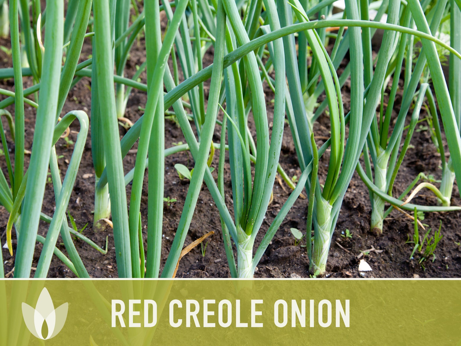 Red Creole Onion Heirloom Seeds Short Day Open Pollinated - Etsy
