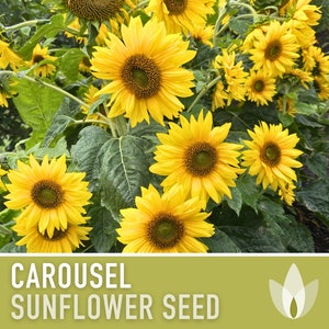 Carousel Sunflower Seeds - Heirloom Seeds, Compact Sunflower ...