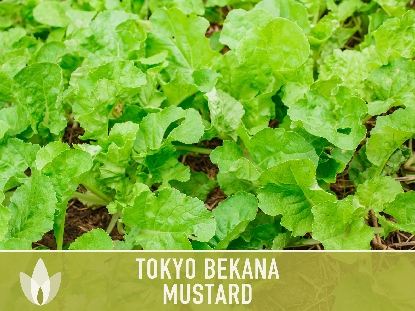 Tokyo Bekana Mustard Greens Heirloom Seeds - Fresh Salad Mix ...