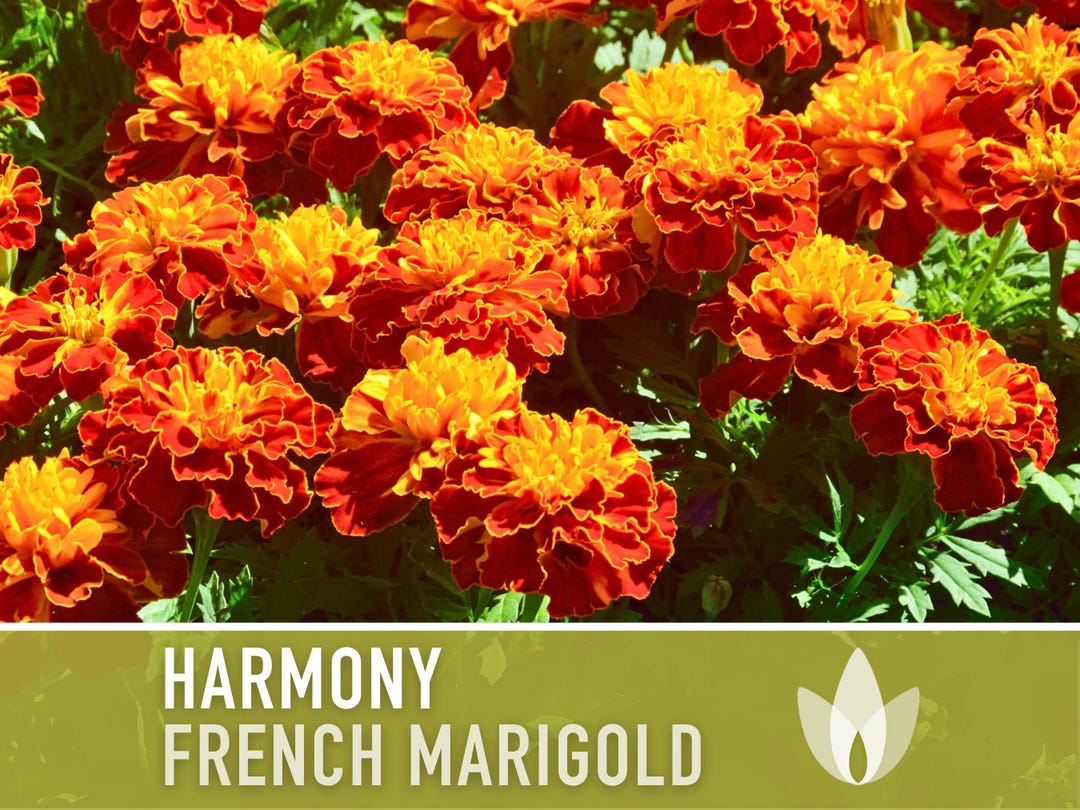 French Marigold, Harmony Flower Seeds - 50 Heirloom Seeds, Dwarf Marigold, Bi-colored Double ...