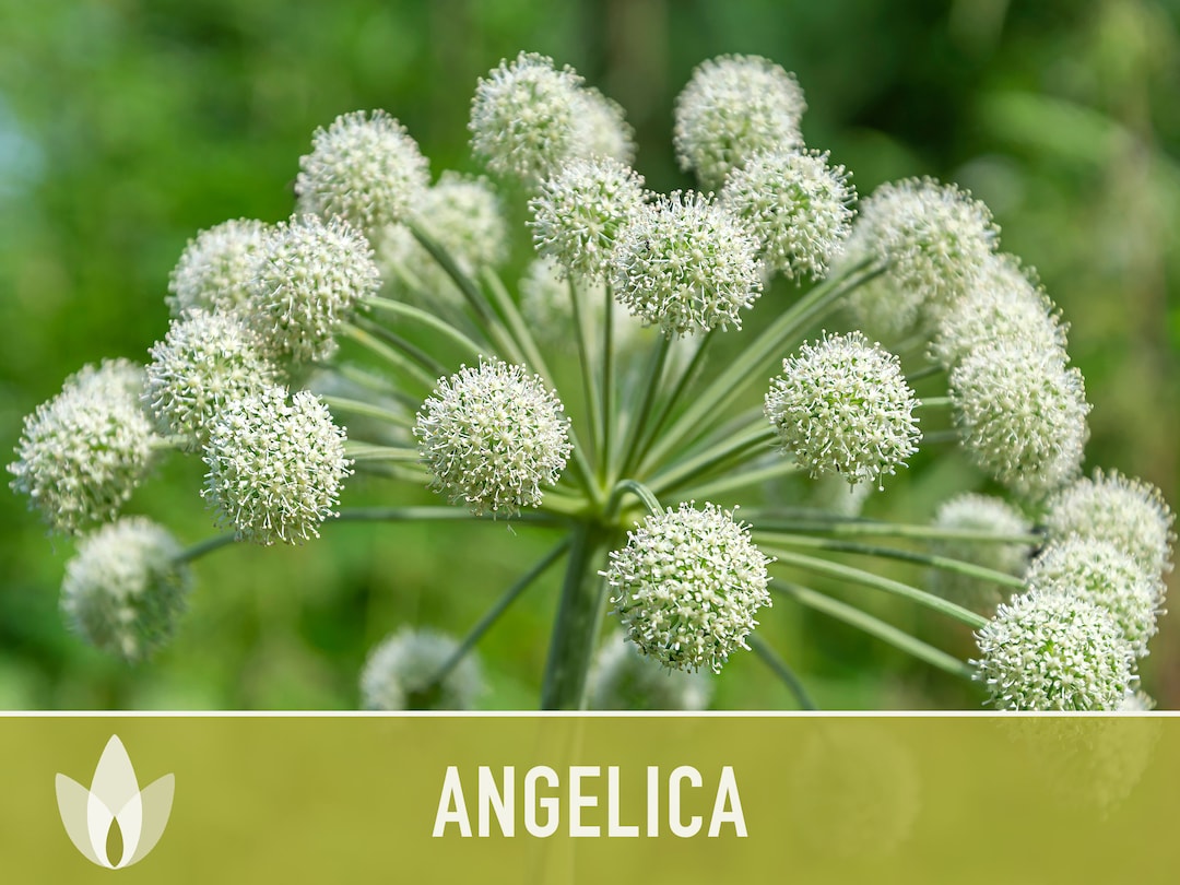 Angelica Heirloom Herb Seeds Medicinal Herb Culinary Herb - Etsy