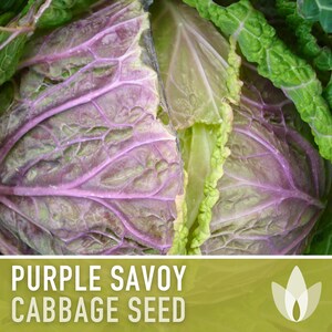 Purple Savoy Cabbage Seeds - Heirloom, Cold Hardy, 150 Seeds - Etsy