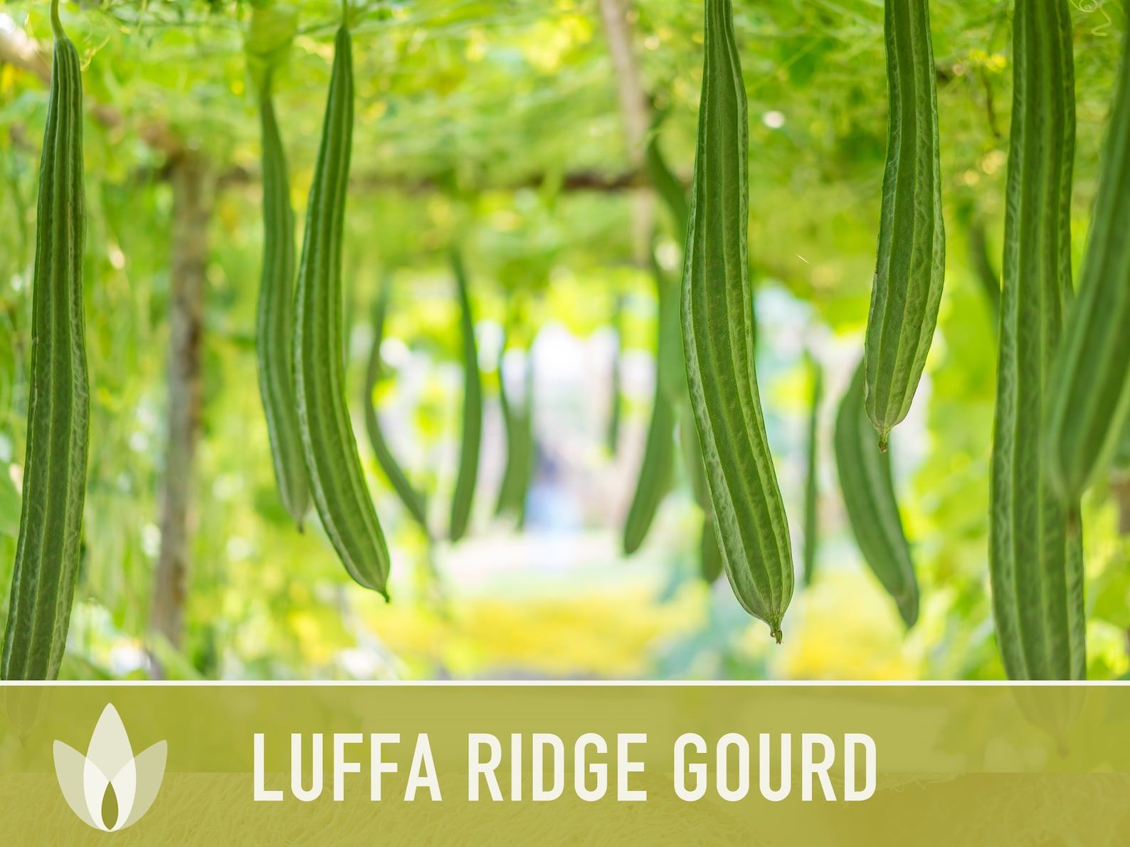 Luffa Ridge Gourd Seeds chinese Okra Heirloom Seeds - Etsy